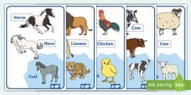 Animal Families - Teaching Wiki - Twinkl