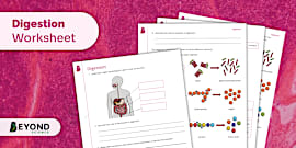 Small Intestine Diagram Labelling Worksheet