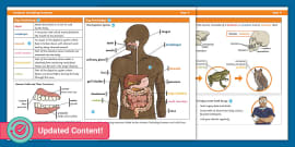 Science: Animals Including Humans: Year 4 Reasoning Cards
