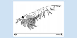 FREE! - Krill Colouring Sheet | Colouring Sheets - Twinkl