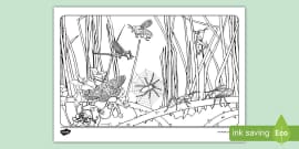 What is an insect? - Twinkl