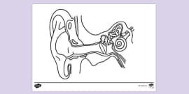 FREE! - Detecting Sound Inner Ear Structure Colouring Sheet
