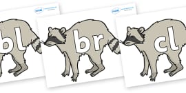 What is a Raccoon? - Answered - Twinkl Teaching Wiki