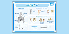 Ficha de actividad: Sistema óseo | Twinkl - Twinkl
