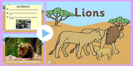 Lion Life Cycle Display Poster / Word Mat (teacher made)