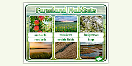 Animals Habitats Pictures Display - Primary Resources