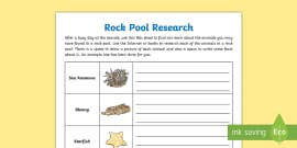 In a Rock Pool Drawing Activity