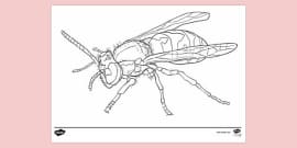 FREE! - Paper Wasp Colouring Sheet (Teacher-Made) - Twinkl