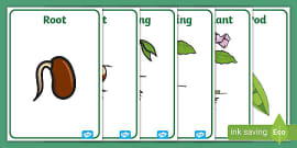 Life Cycle of a Bean Display Posters (teacher made) - Twinkl