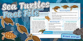 All About Sea Turtles Emergent Reader eBook | Twinkl USA