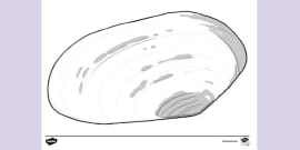 FREE! - Paua Shell Colouring Sheet (teacher made) - Twinkl