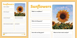 Why We Love Sunflowers -Sunflower fact sheet, Summer, Plants