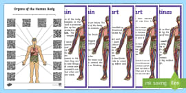 KS2 Main Organs of the Human Body Worksheet with AR - Twinkl