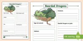 Bearded Dragon Wiki | Information and Resources - Twinkl