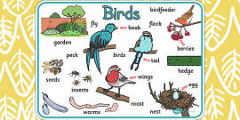 Animal Adjectives Word Mat - ESL Animals Vocabulary