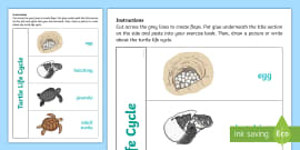 FREE! - Sea Turtle Life Cycle Worksheet (Under the Sea) - Twinkl