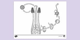 FREE! - Plants Reproduction Labelled | Colouring Sheet
