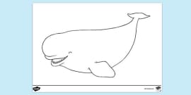 FREE! - Taniwha Humpback Whale Colouring Sheet