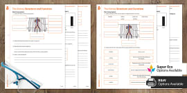 Kidney and Bladder Labelling Worksheet (teacher made)