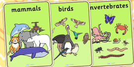 Nocturnal Animals Posters | Primary Resources (teacher made)