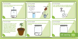Grow a Bean in a Bag - EYFS Science Experiment