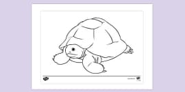 Tortoise Differentiated Reading Comprehension Activity - KS1