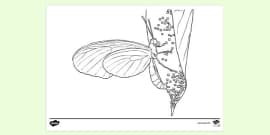 FREE! - BSL Butterfly Colouring Sheets | Colouring Pages