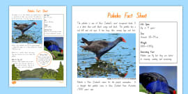 Kiwi Facts for Kids - Years 5-6 (teacher made) - Twinkl