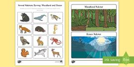 What is a Forest Habitat? Twinkl Teaching Wiki