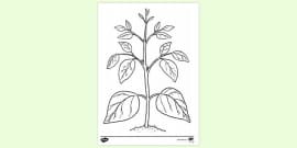 FREE! - Wattle Plant Colouring Sheet | Colouring Sheets