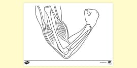 FREE! - Mafui'e's Arm Colouring Sheet | Colouring Sheets