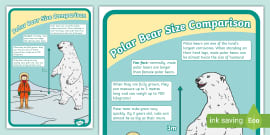 Polar Bear Life Cycle Display Poster (teacher made) - Twinkl