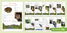 NZ Native Birds Fact Sheet | Bird of the Year | Twinkl NZ