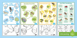 Animal Food Chain Information PowerPoint - KS1