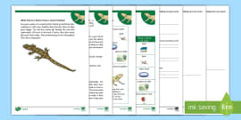 What is a Lizard? - Learn about one of Earth's most common type of reptile