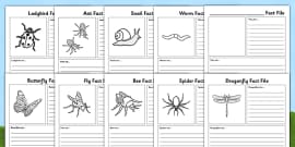 The Life Cycle of a Fly Worksheet / Activity Sheet - july