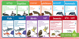 पशु समूह प्रदर्शन पोस्टर - Animal Group Display Posters (Ages 7-10)