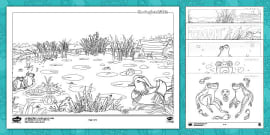 All about Ponds Colouring Pages (teacher made) - Twinkl