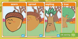 Little Acorns Size Ordering (teacher made) - Twinkl