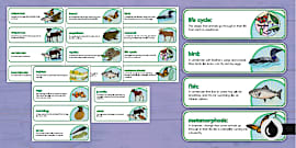 Pond Life Word Cards