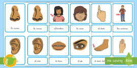 Tarjetas de vocabulario Las partes del cuerpo - las partes del cuerpo
