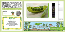 Life Cycle of a Pea Display Poster- Twinkl - Science - KS1