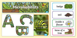 What is a Microhabitat? - Twinkl