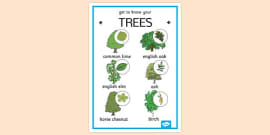 Number Tree Display Poster (teacher made) - Twinkl