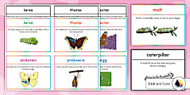 Butterfly Vocabulary Posters for K-2nd Grade