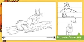 Les animaux polaires - coloriages (teacher made) - Twinkl