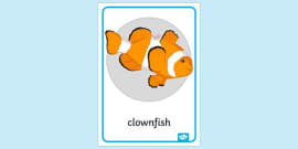 Our Class Fish Display Posters No Tank (teacher made)