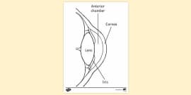 FREE! - Eye Patch Colouring Sheet | Colouring Sheets