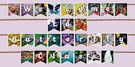 Butterfly Class Display Pack - Butterfly Class Display Pack