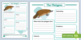What is a Platypus? – Platypus Facts for Kids – Twinkl